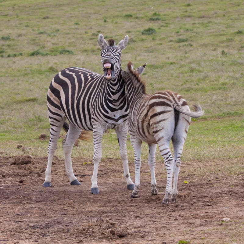 Zebra playing stock photo. Image of bush, jungle, africa - 26433344