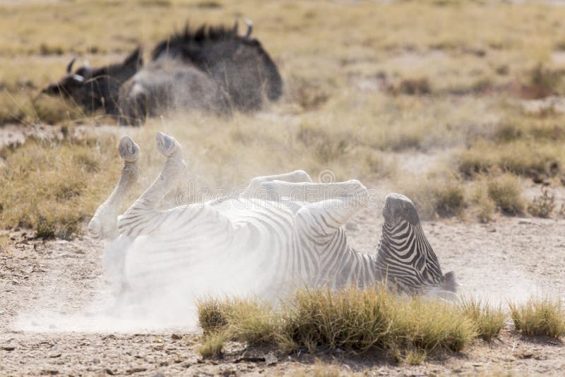 Zebra Playing in Kruger South Africa Stock Image - Image of dust ...