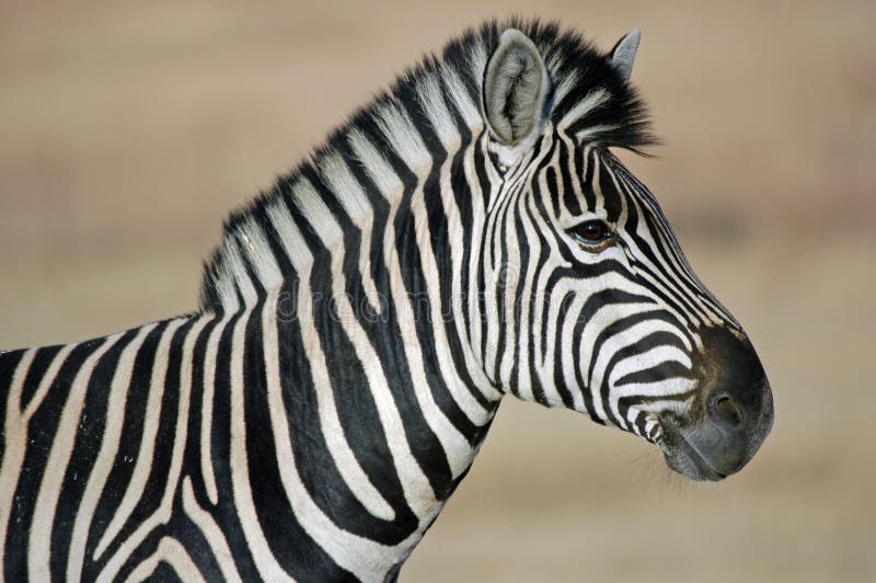 Zebra Portrait. stock image. Image of africa, stripe, zebra - 1058533