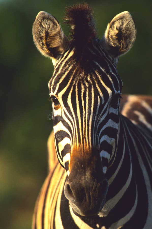 Zebra Portrait stock image. Image of zebra, wildlife - 10963787