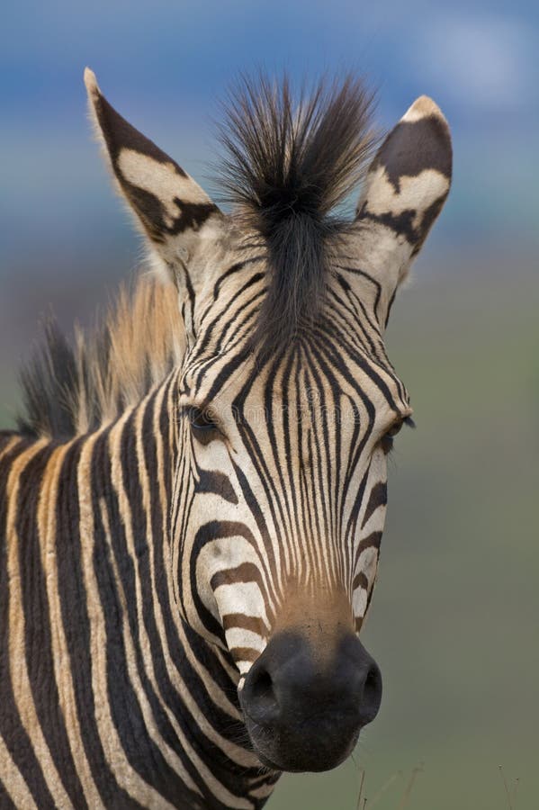 Zebra Portrait stock image. Image of african, africa - 11513681