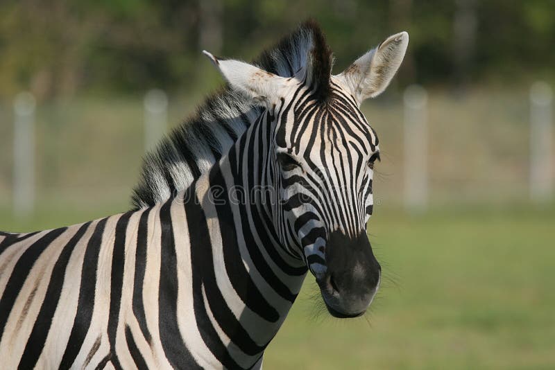 235 Zebra Facing Stock Photos - Free & Royalty-Free Stock Photos from ...
