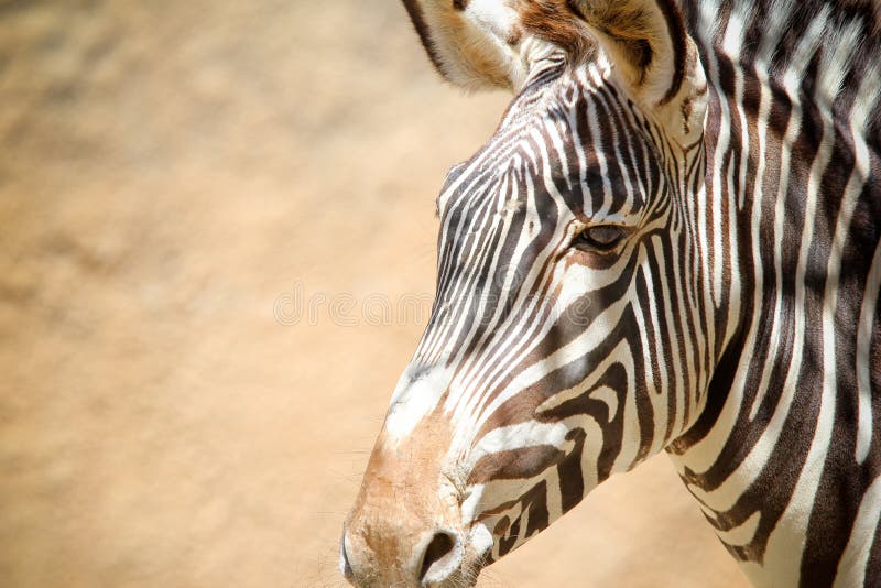 705 Zebra Nose Stock Photos - Free & Royalty-Free Stock Photos from ...