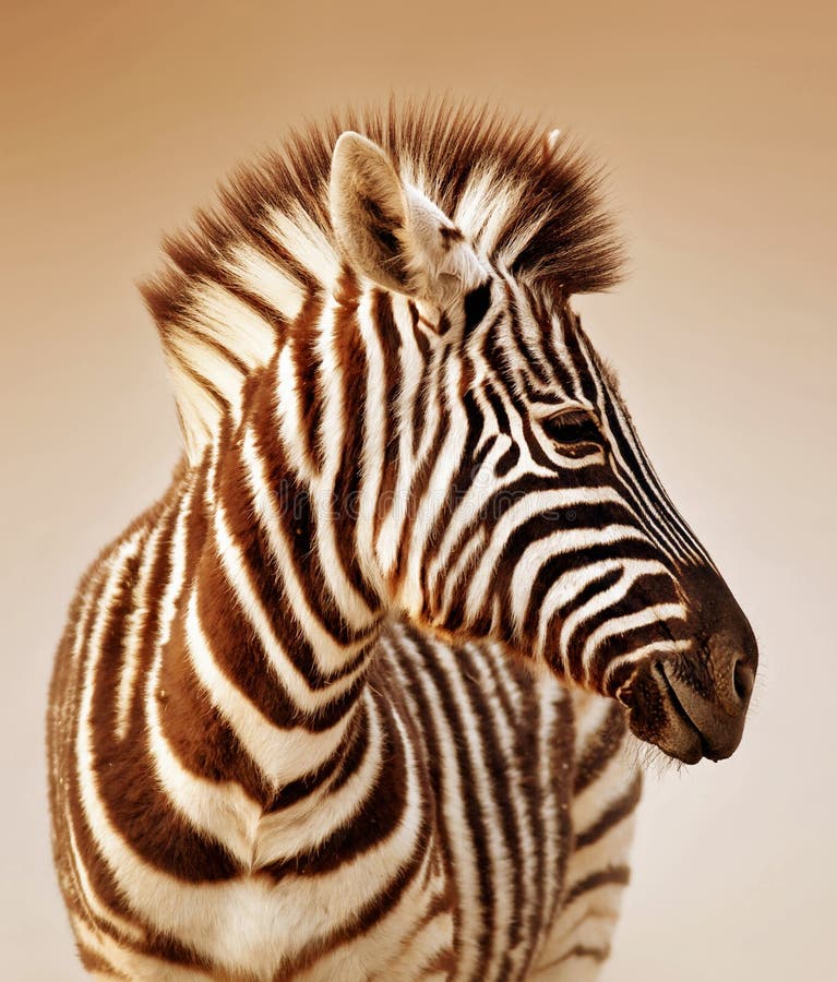 Zebra portrait stock image. Image of environment, wildlife - 15875519