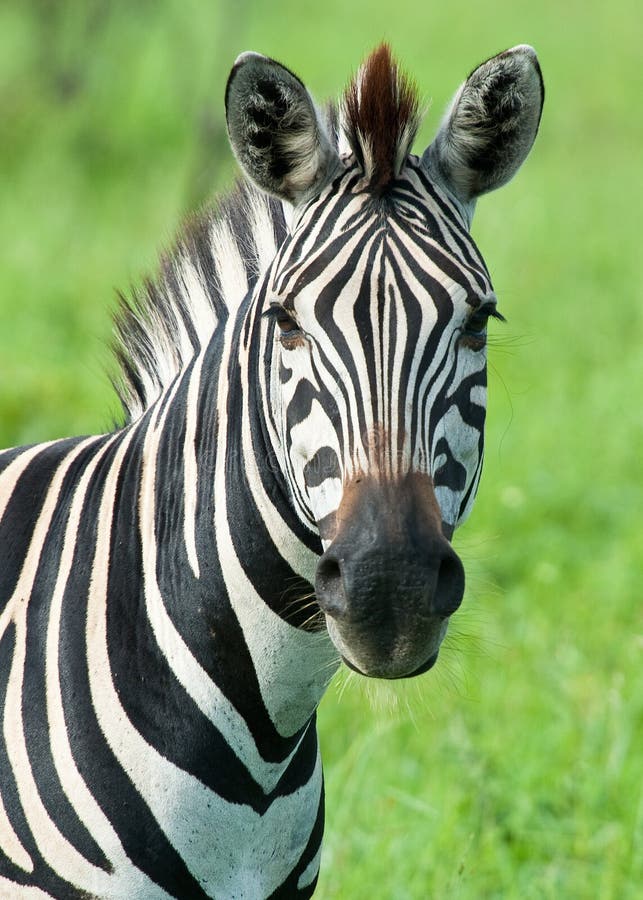 Zebra portrait stock image. Image of animal, zulu, black - 18940759