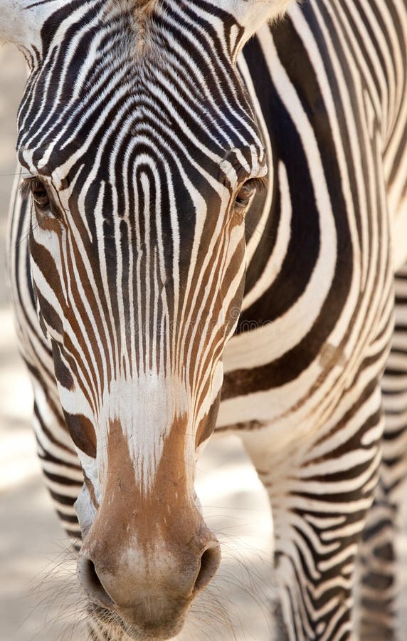705 Zebra Nose Stock Photos - Free & Royalty-Free Stock Photos from ...