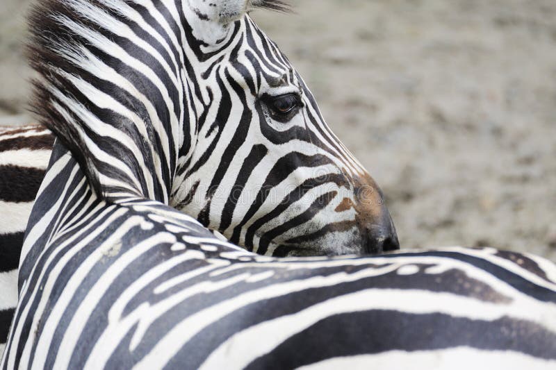 837 Zebra Nose Stock Photos - Free & Royalty-Free Stock Photos from ...