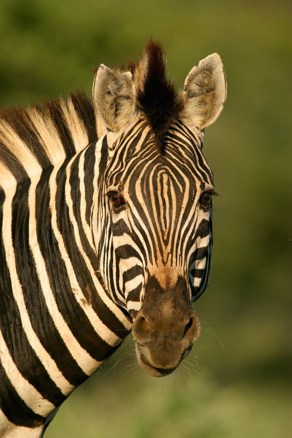 686 Zebra Nose Stock Photos - Free & Royalty-Free Stock Photos from ...