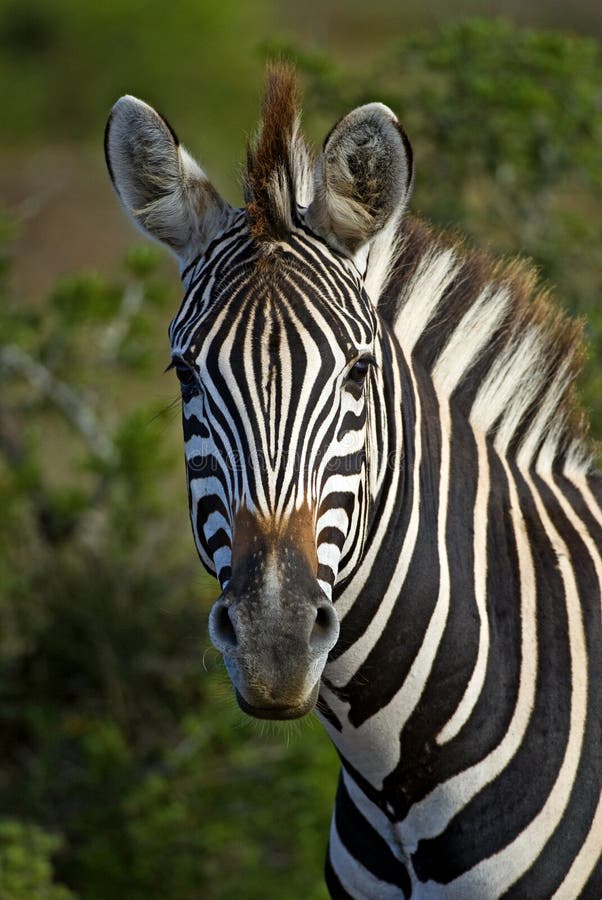 Zebra Portrait stock image. Image of grass, angry, activity - 4411771