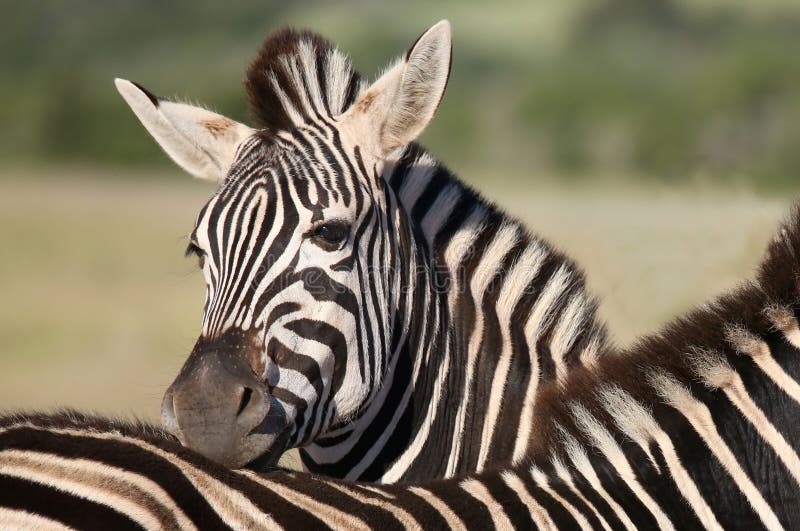 Zebra Portrait stock image. Image of looking, close, white - 40999813
