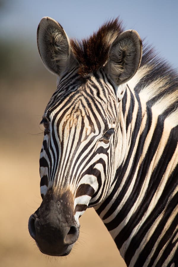 Zebra portrait stock image. Image of environment, wildlife - 15875519