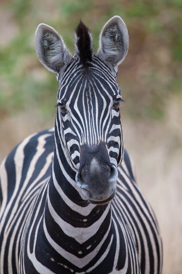 Zebra Portrait in Colour Photo with Heads Close-up Stock Image - Image ...