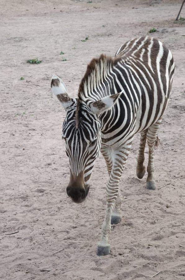Zebra portrait in the farm stock image. Image of savanna - 67343629