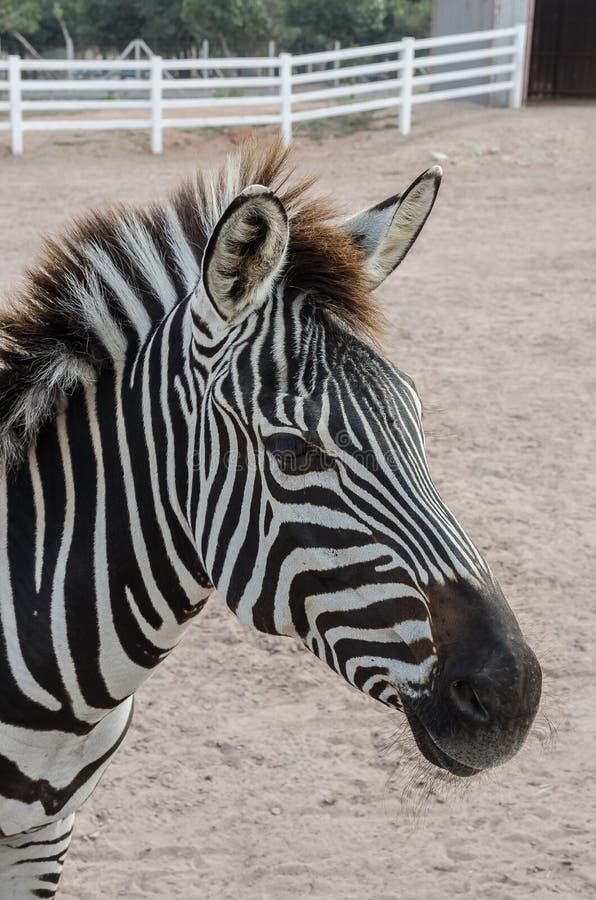 Zebra portrait in the farm stock image. Image of zebra - 67343751