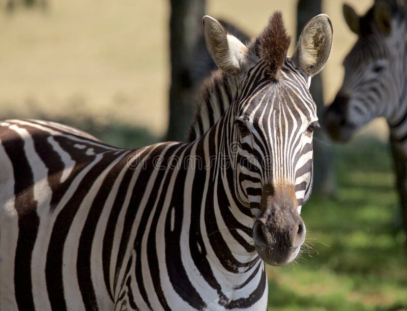 Zebra stock photo. Image of zebra, animal, head, wild - 96561584