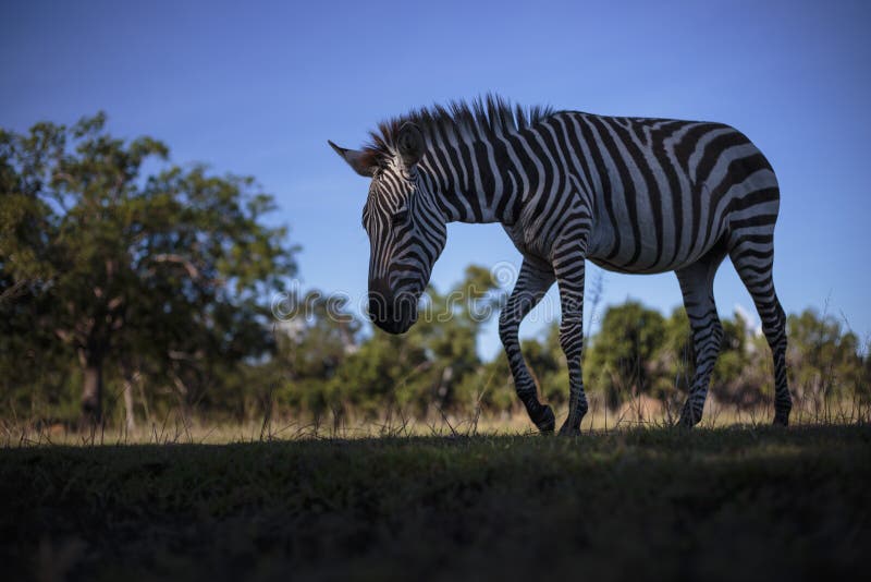 Zebra stock image. Image of attacking, asia, phillippines - 64136215