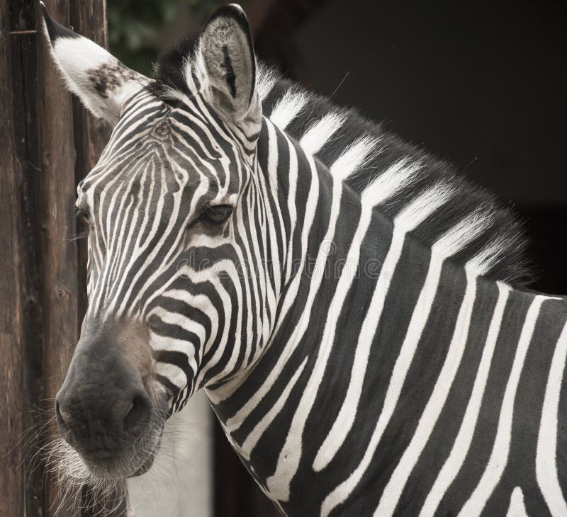 Zebra portrait stock image. Image of black, closeup, zebra - 43521015