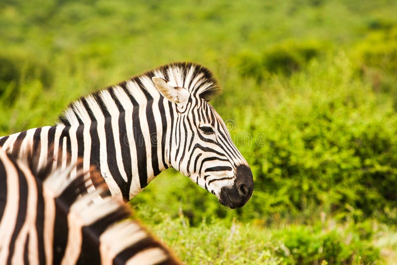 Zebra stock image. Image of white, posing, wild, south - 62689593