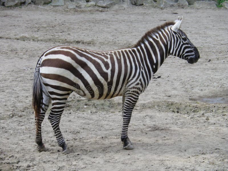 Zebra stock photo. Image of posing, animals, nature, africa - 54584260