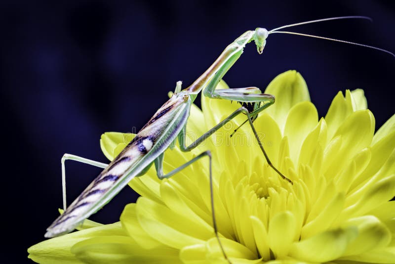 Zebra Praying Mantis on a Yellow Flower Stock Photo - Image of ...