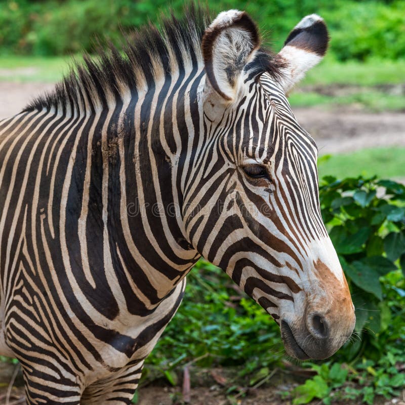 Zebra Head Profile stock image. Image of black, striped - 7054209