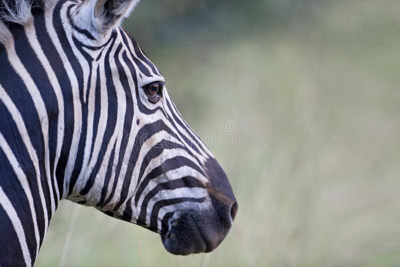 Zebra profile stock photo. Image of zebra, profile, south - 13483680