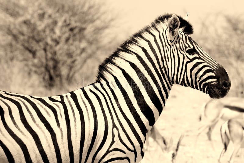 Zebra profile stock image. Image of hunt, stripes, wildlife - 23019899