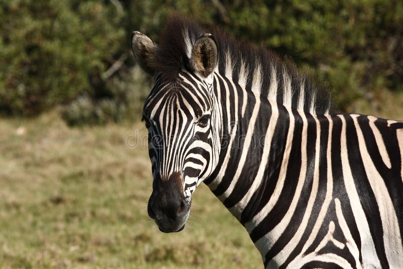 Zebra profile stock photo. Image of africa, protected - 4698050