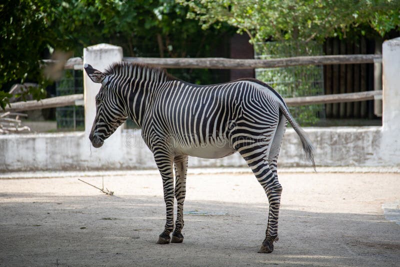 Zebra in profile stock photo. Image of recreation, wildlife - 311518268