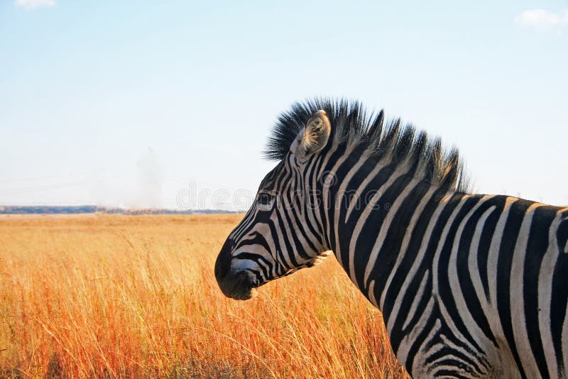 ZEBRA PROFILE stock image. Image of wildlife, striped - 93237141