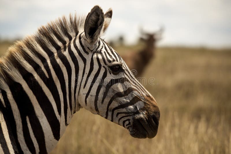 Zebra profile portrait stock image. Image of outdoors - 130446665