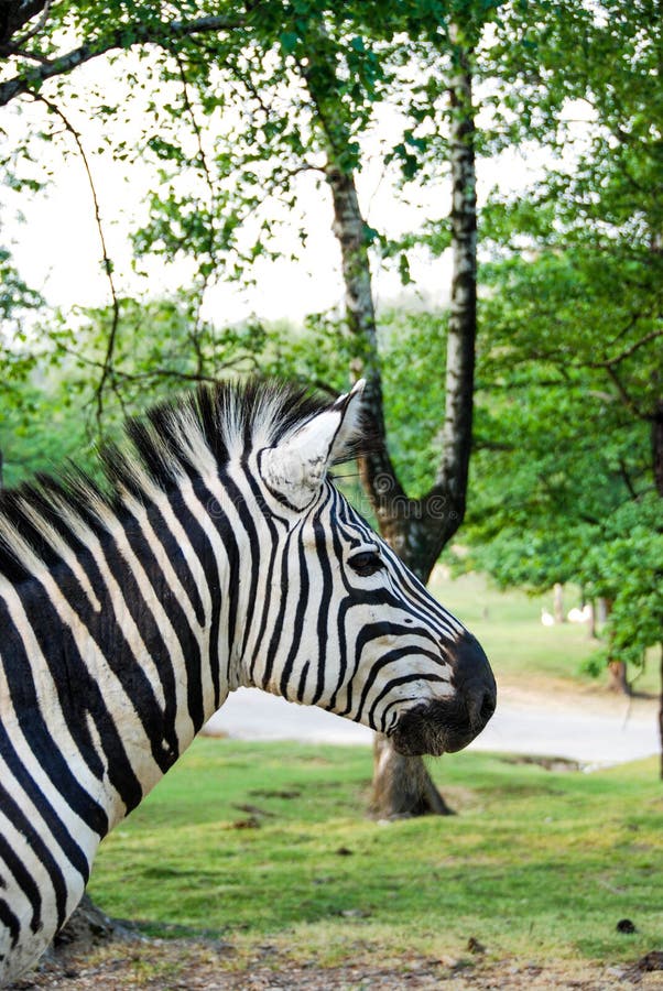 Zebra stock image. Image of nature, safari, wildlife - 91271367