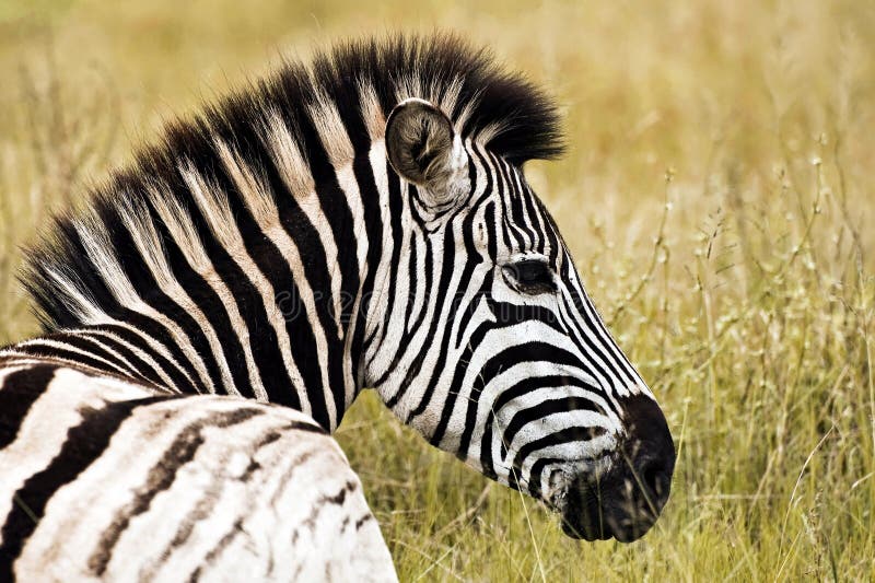 Zebra profile stock photo. Image of park, animal, conservation - 45631944