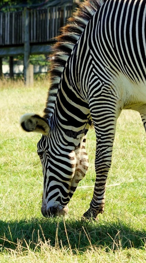 Zebra neck and mane stock image. Image of mane, black - 40036761
