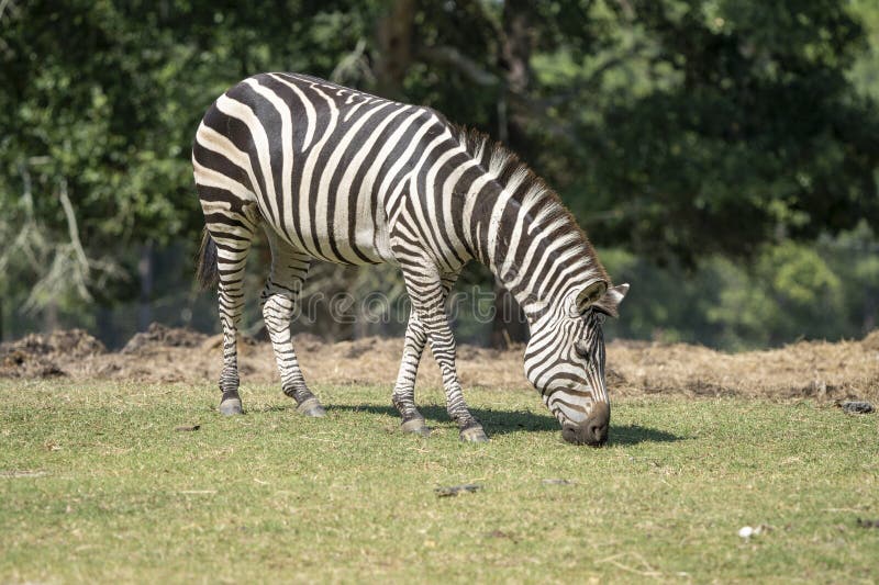 Zebra profile shot stock photo. Image of prairie, grassland - 332909594
