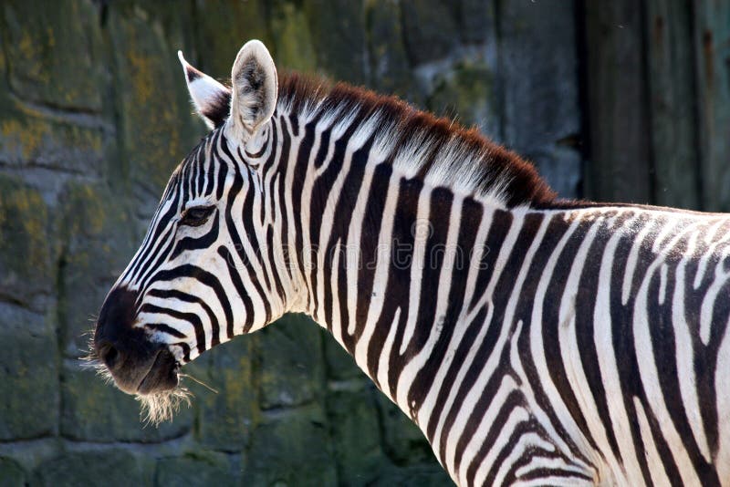 Zebra Picture. Image: 36318826