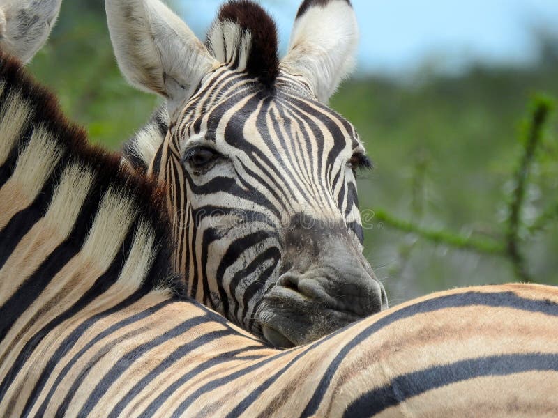Zebra Protects Behind Her Mate Stock Photo - Image of nature, mate ...