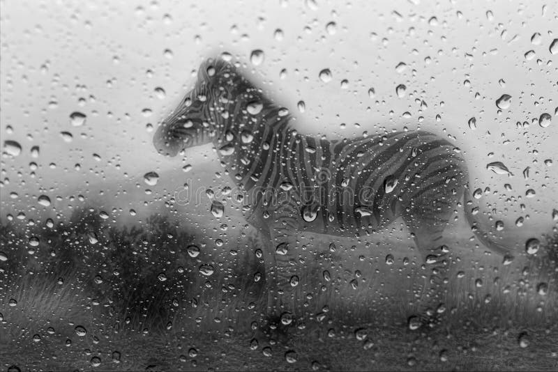 Zebra in the rain stock image. Image of horse, wild - 146558151