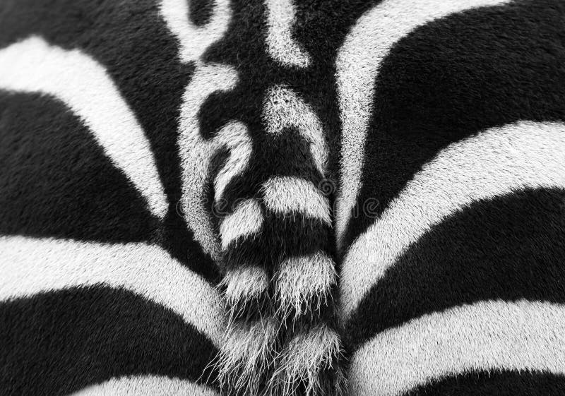 Zebra Rear/Read View stock image. Image of black, female - 3944311