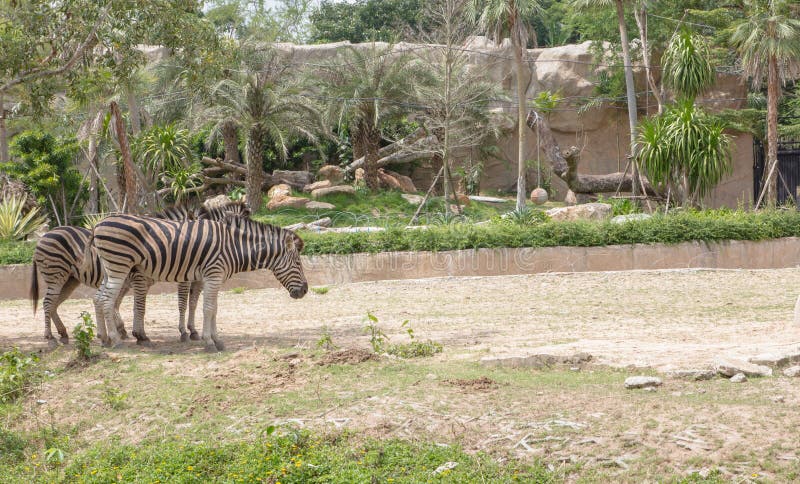 Zebra relax under tree stock image. Image of eating, foal - 47821331