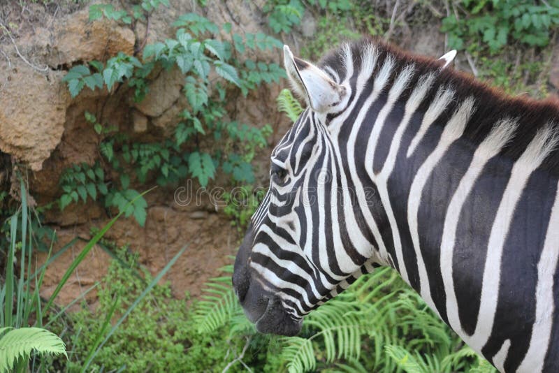Zebra stock image. Image of face, leaves, head, listen - 45966517