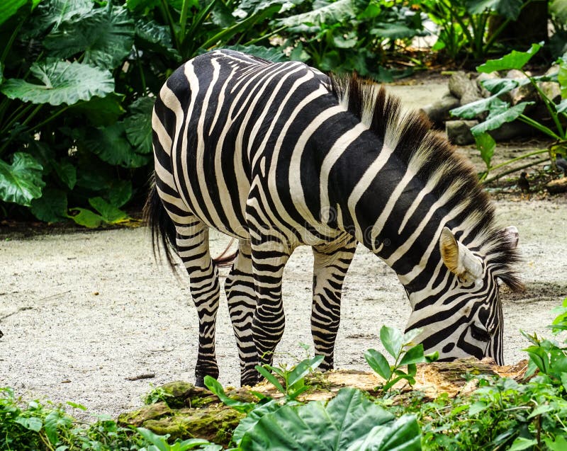 Zebra relaxing in the zoo stock photo. Image of stripes - 147002344