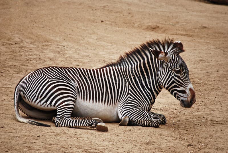 Zebra In The Zoo Picture. Image: 1101151