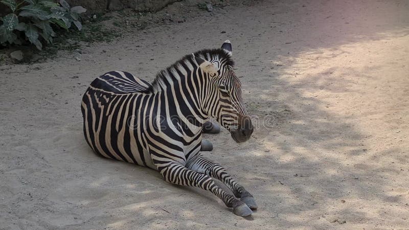 Zebra Resting on Dusty Ground Under Tree Shade in Protected Nature ...