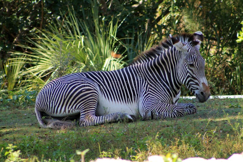 Zebra resting stock photo. Image of white, local, equus - 41154428