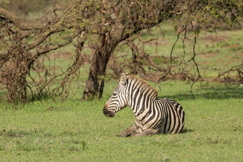 A zebra lying down stock photo. Image of zebra, antwerp - 83907452