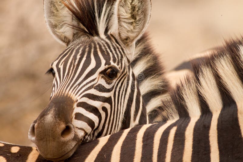Zebra Colt Resting stock photo. Image of head, calf, black - 28614220