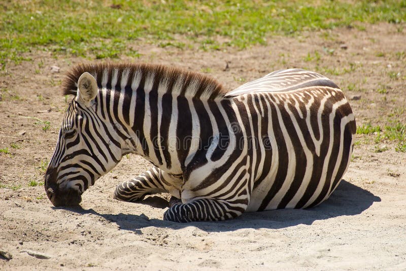 Zebra resting stock image. Image of lying, safari, basking - 55096631