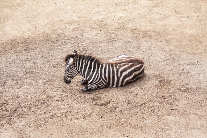 Zebra Resting in Sand. Shot from Above Stock Image - Image of black ...