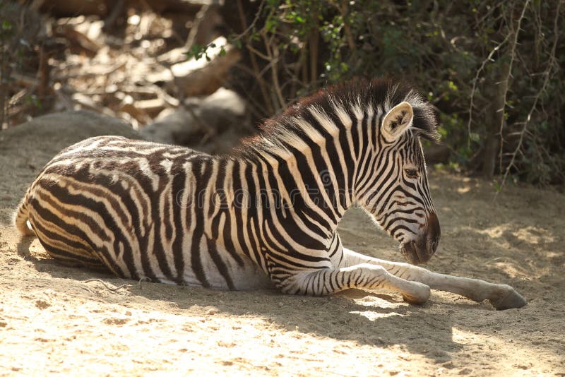 Zebra resting in shade stock photo. Image of stripes - 27385840